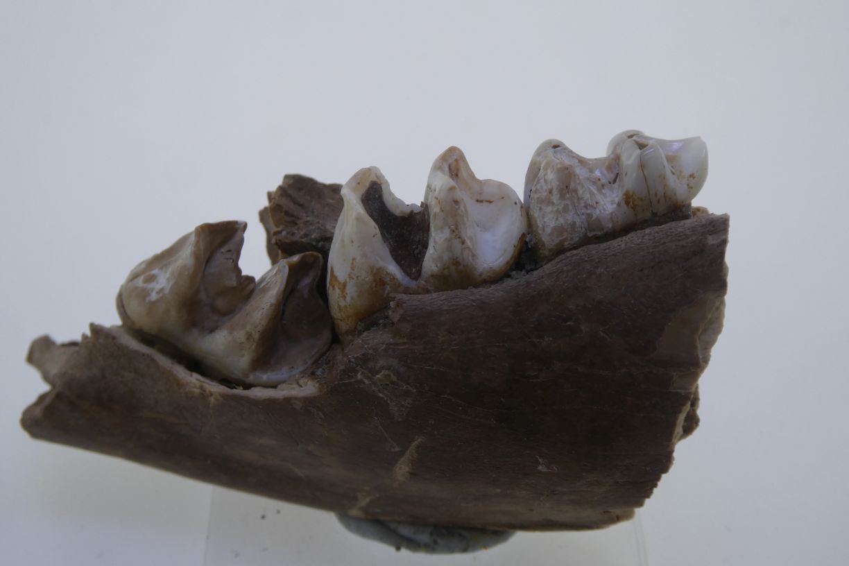 fossils.com.au one of australias best fossil suppliers.